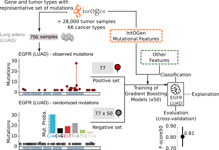 Cancer Genome Interpreter - Identification of therapeutically ...